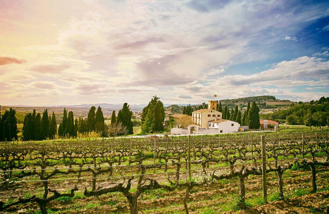 Sip, Savour, Repeat: Why Missing Penedès Is A Wine Lover's Biggest Regret